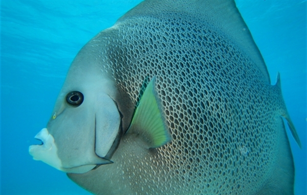New Fisheries Law in Belize Protects Both Marine Species and ...