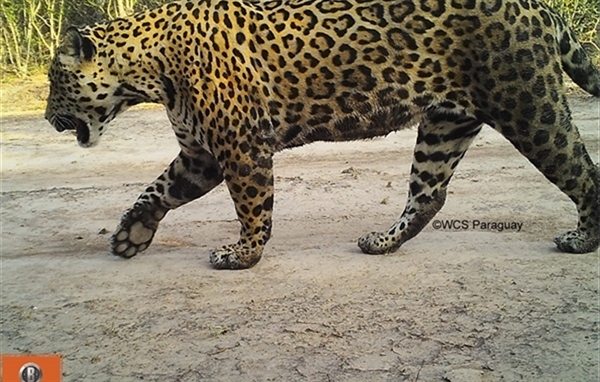 WCS Reacts to U.S. Fish and Wildlife Service’s Recovery Plan for the ...