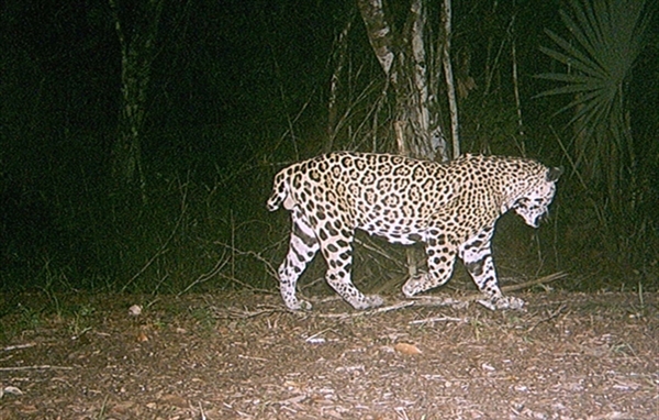 A Jaguar, Nicknamed “Short-Tail,” Becomes Living Symbol of ...