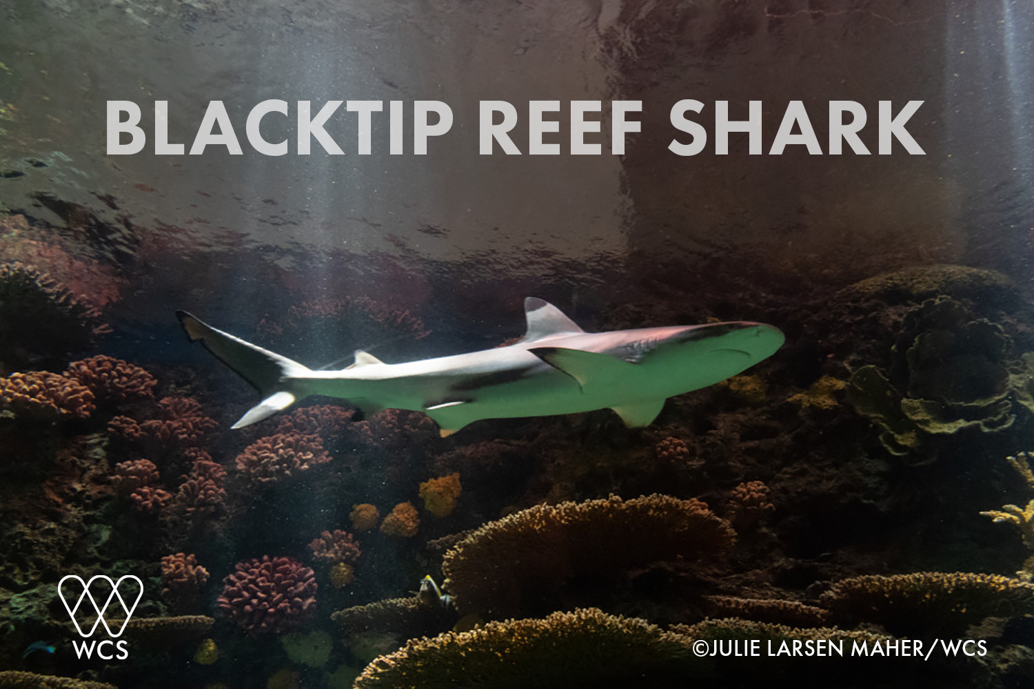 PRESS RELEASE - Over 50 Experts Convene in Belize for Global Shark ...