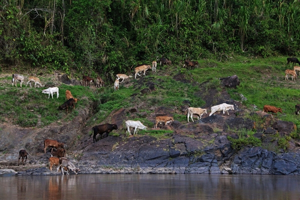 Major Conservation Alliance Launches "More Trees, Fewer Cows ...