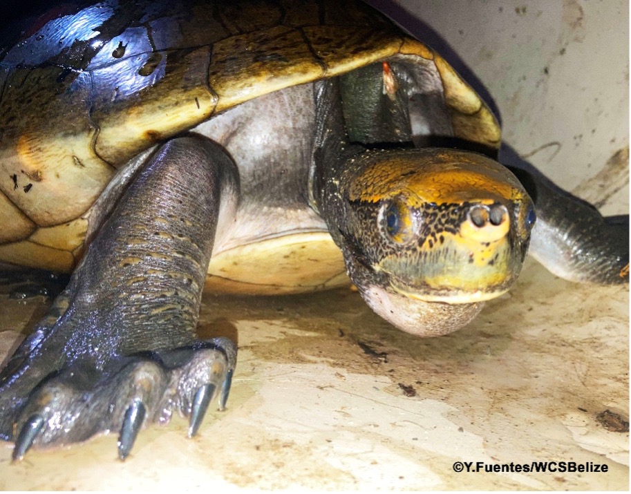Crecimiento de la Población de la Tortuga Blanca 'Hicatee' en Cox ...