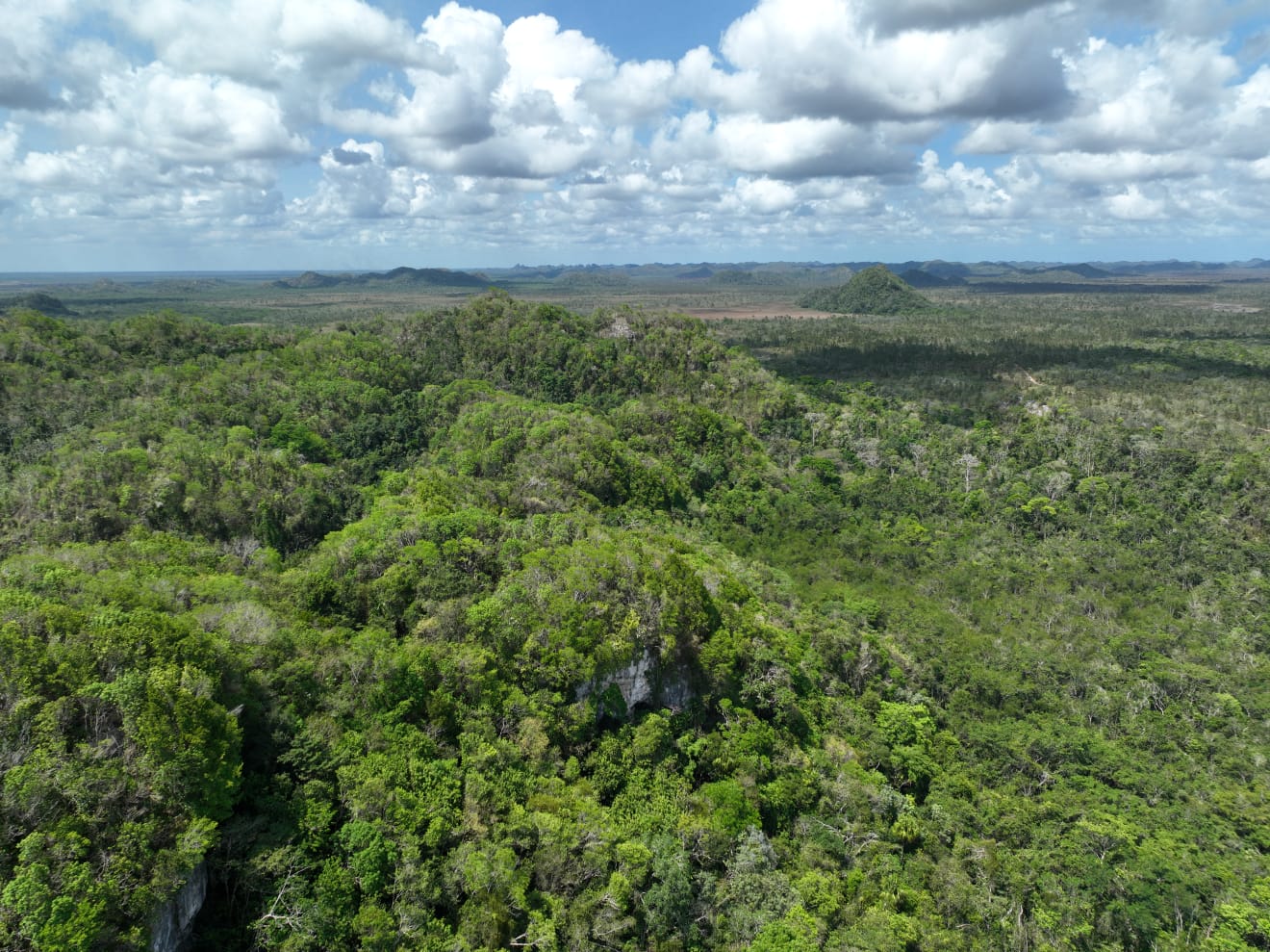 Wildland fire management enhances wildlife connectivity > WCS Belize