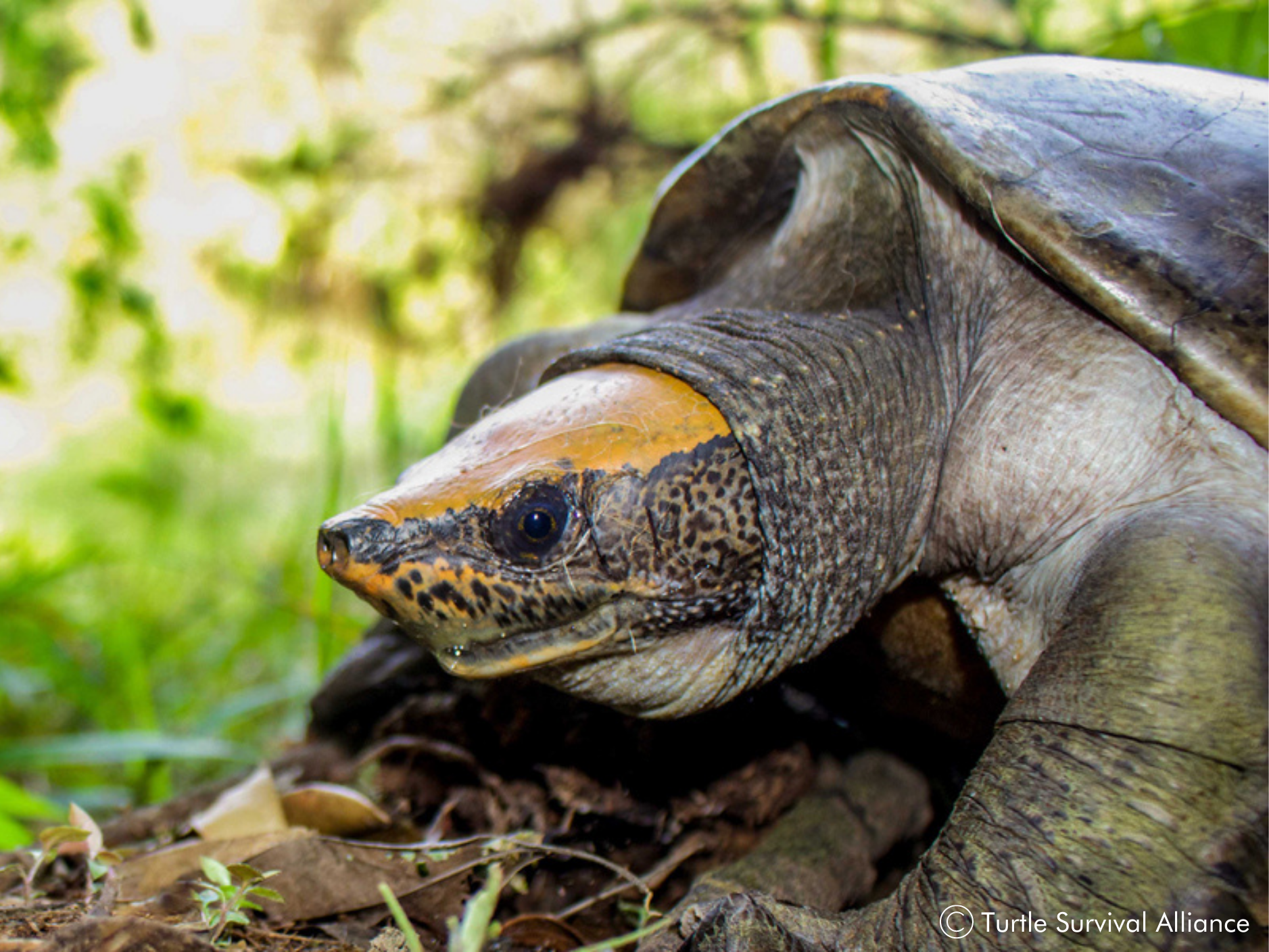 WCS Belize > Wildlife > CENTRAL AMERICAN RIVER TURTLE